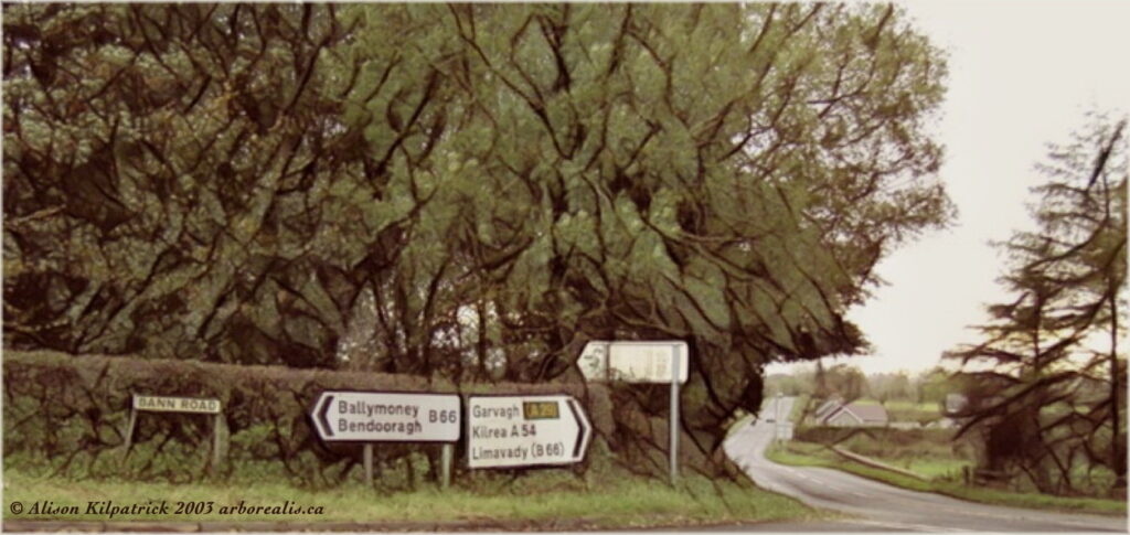 Kilrea (town & parish), county Derry: Local history notes » Arborealis
